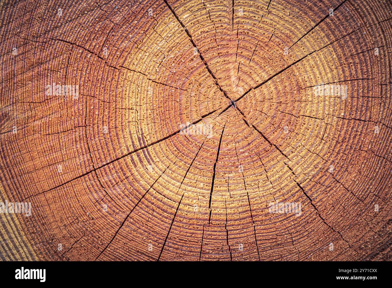 Sawn tree trunk is showing the growth rings forming a circular pattern ...