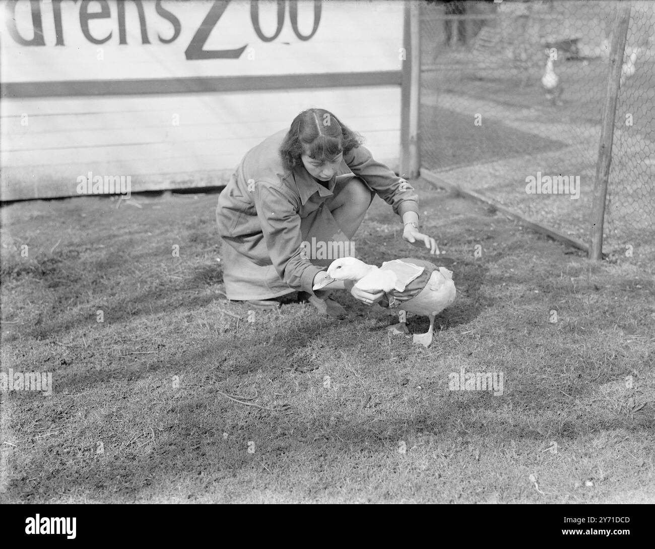 Children 's Zoo- Duck ( Maidstone) 1940 Stock Photo - Alamy