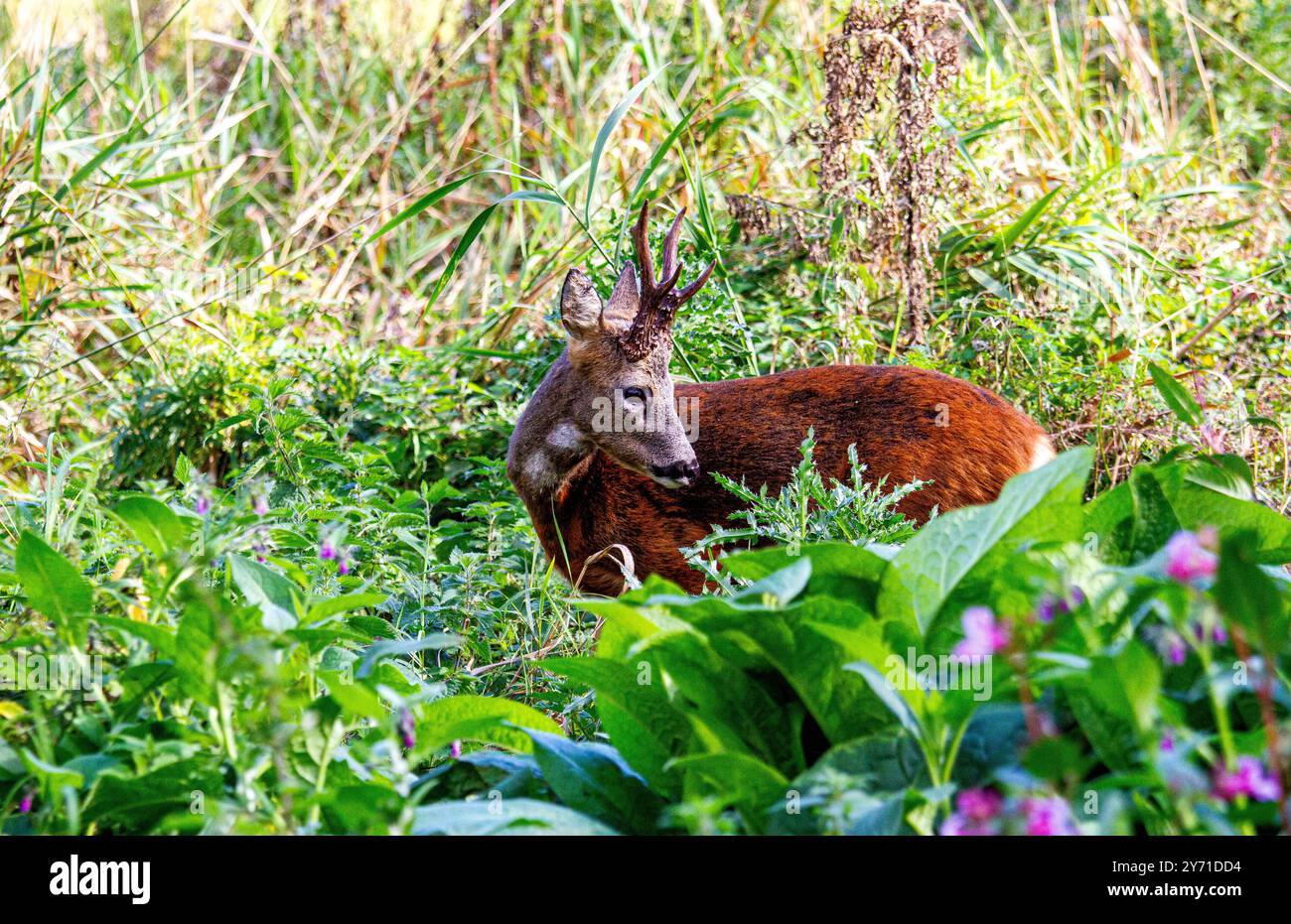 Dundee, Tayside, Scotland, UK. 27th Sep, 2024. UK Wildlife: Trottick ...