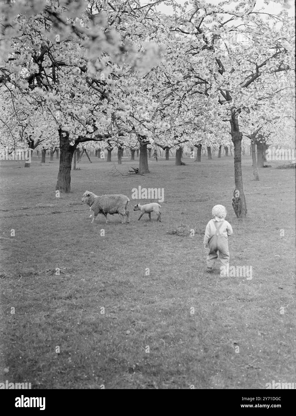 Blossom cherry tree branches Black and White Stock Photos & Images - Alamy