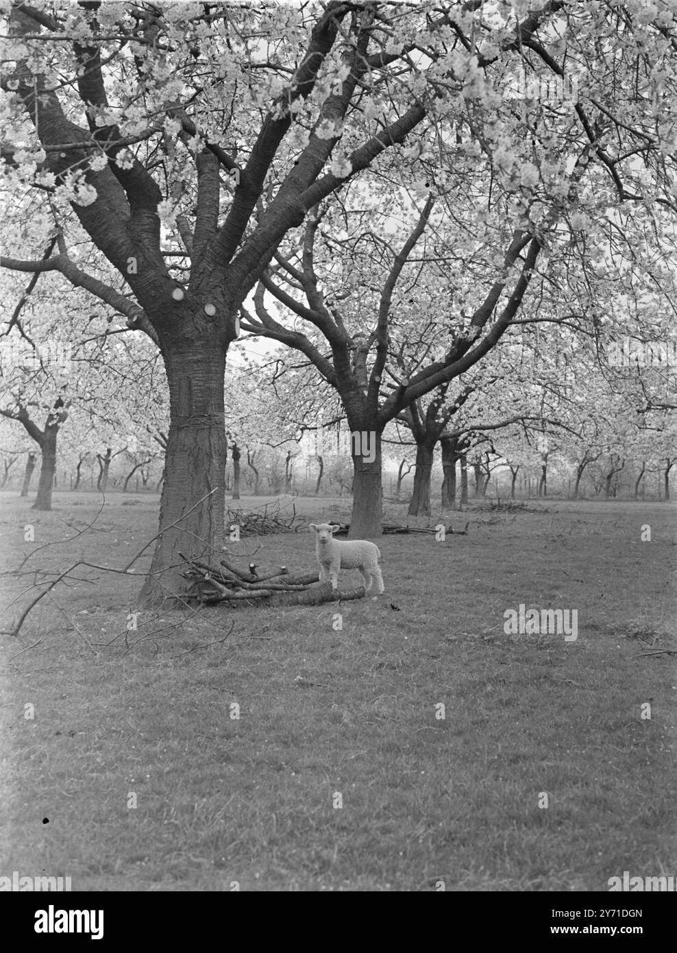 Cherry blossom branches in Black and White Stock Photos & Images - Alamy