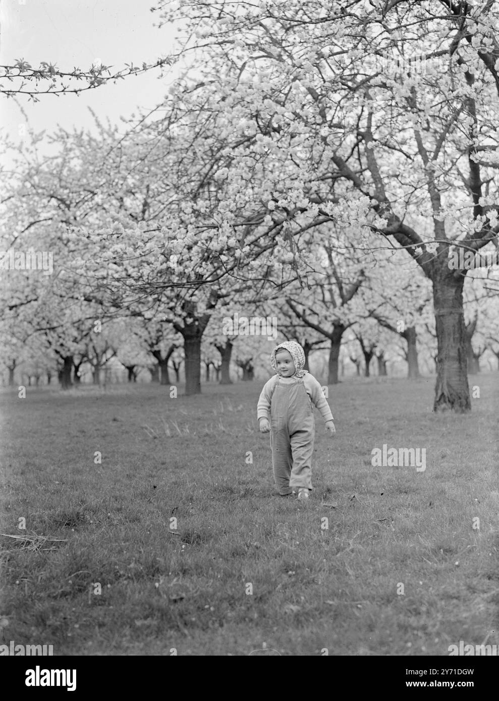 Orchard cherry trees in Black and White Stock Photos & Images - Alamy