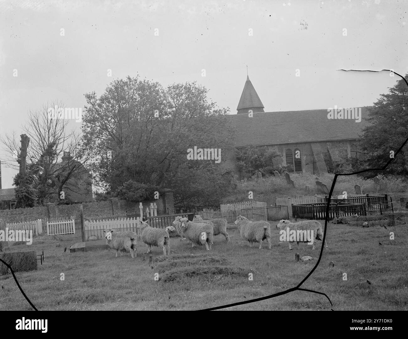 Sheep on tomb stones in the graveyard of St Augustine's Church ...