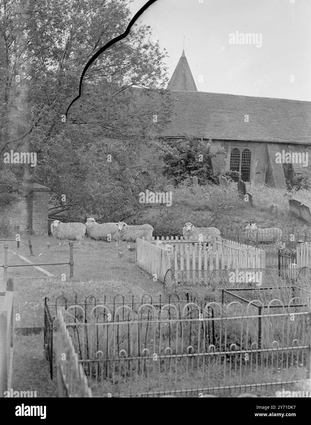 Sheep on tomb stones in the graveyard of St Augustine's Church ...