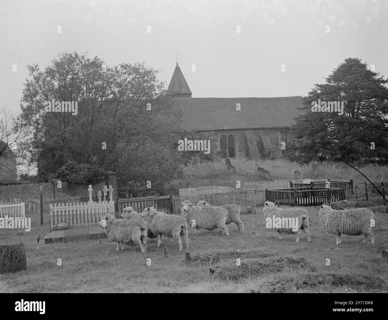 Sheep on tomb stones in the graveyard of St Augustine's Church ...