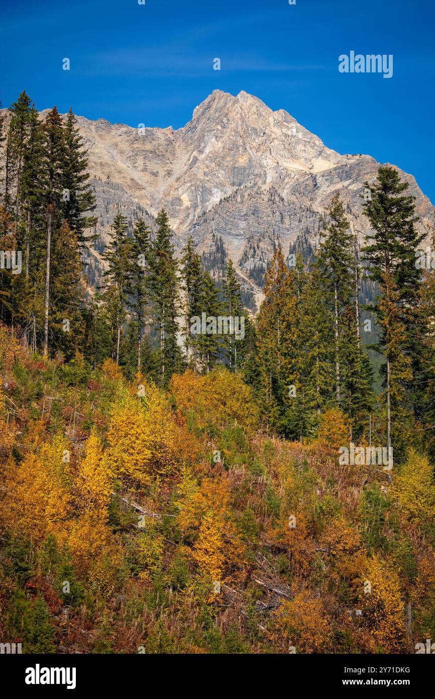 Coniferous forest is changing colors for fall with a tall mountain peak ...