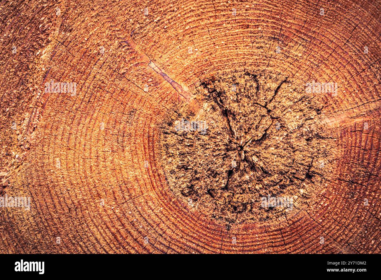 Close up of a cut tree trunk showing growth rings and cracks, revealing ...