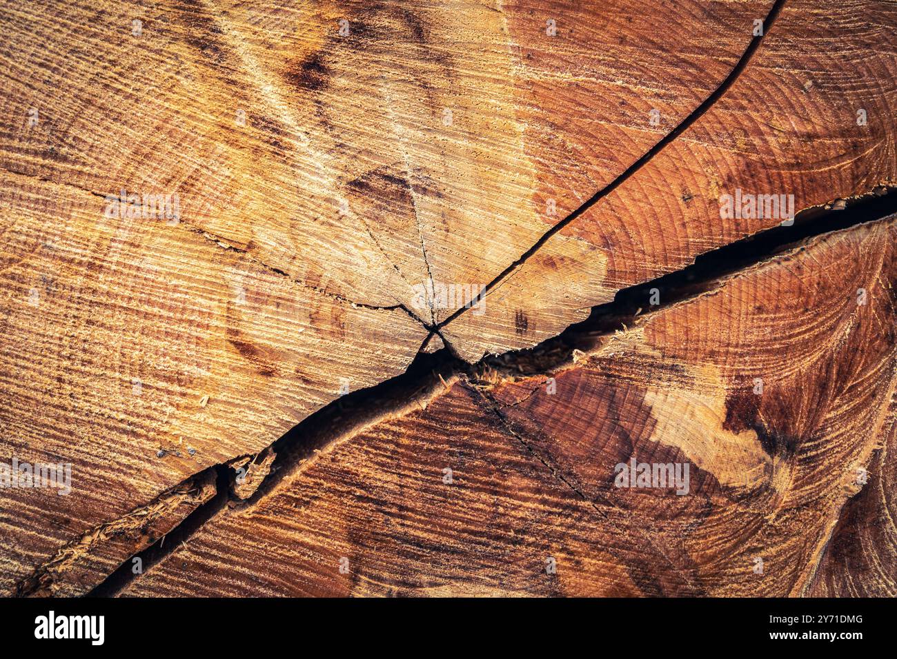 Log is splitting apart showing the growth rings of the tree Stock Photo ...