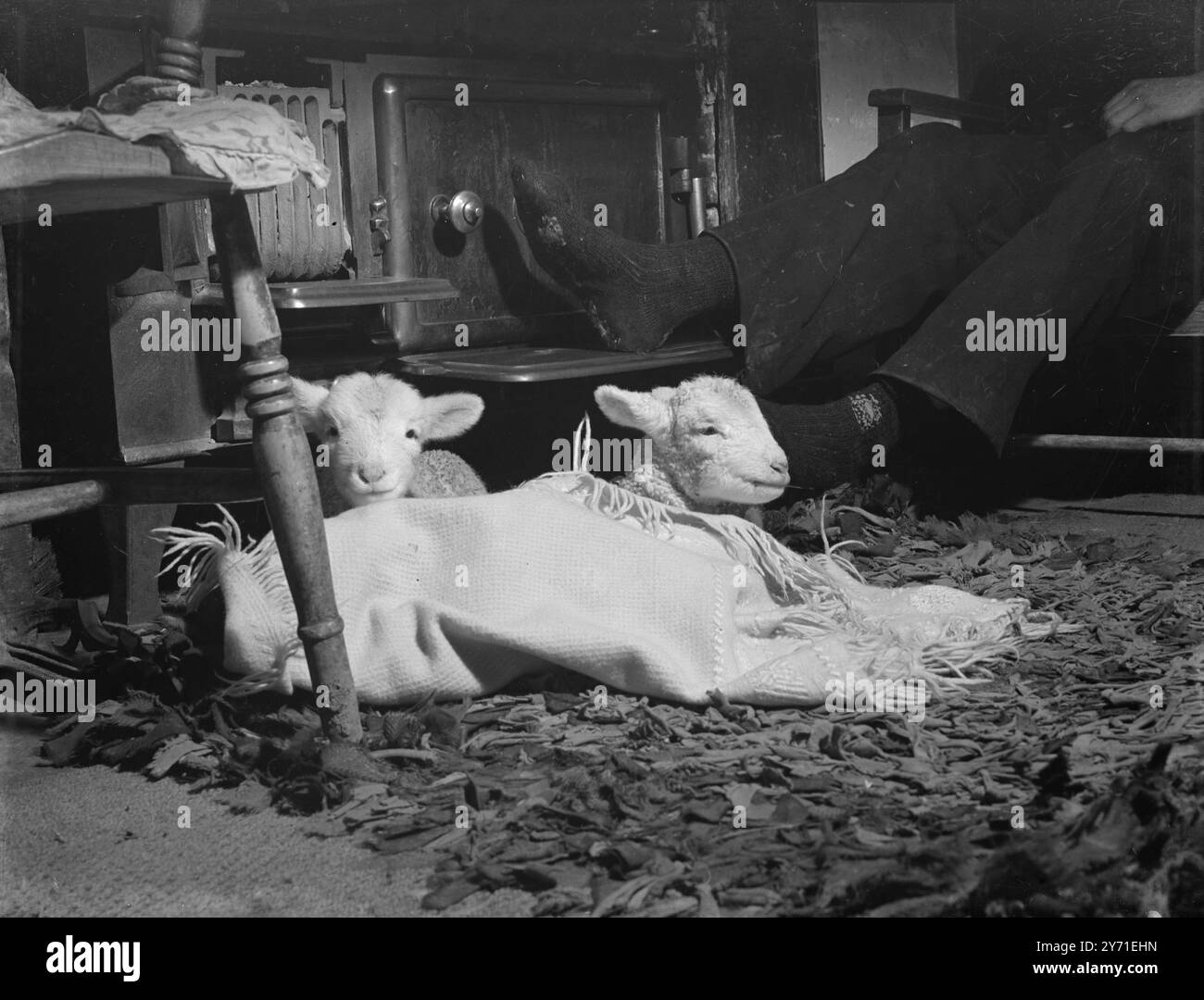 Lambing chair hi-res stock photography and images - Alamy