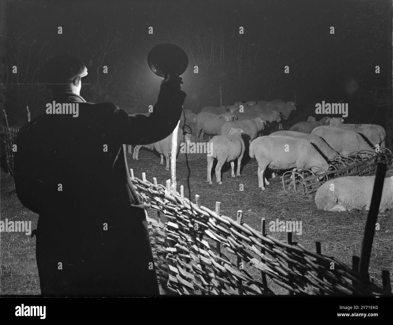 Lambing at night in Dorset, Englandc. 1940 Stock Photo - Alamy