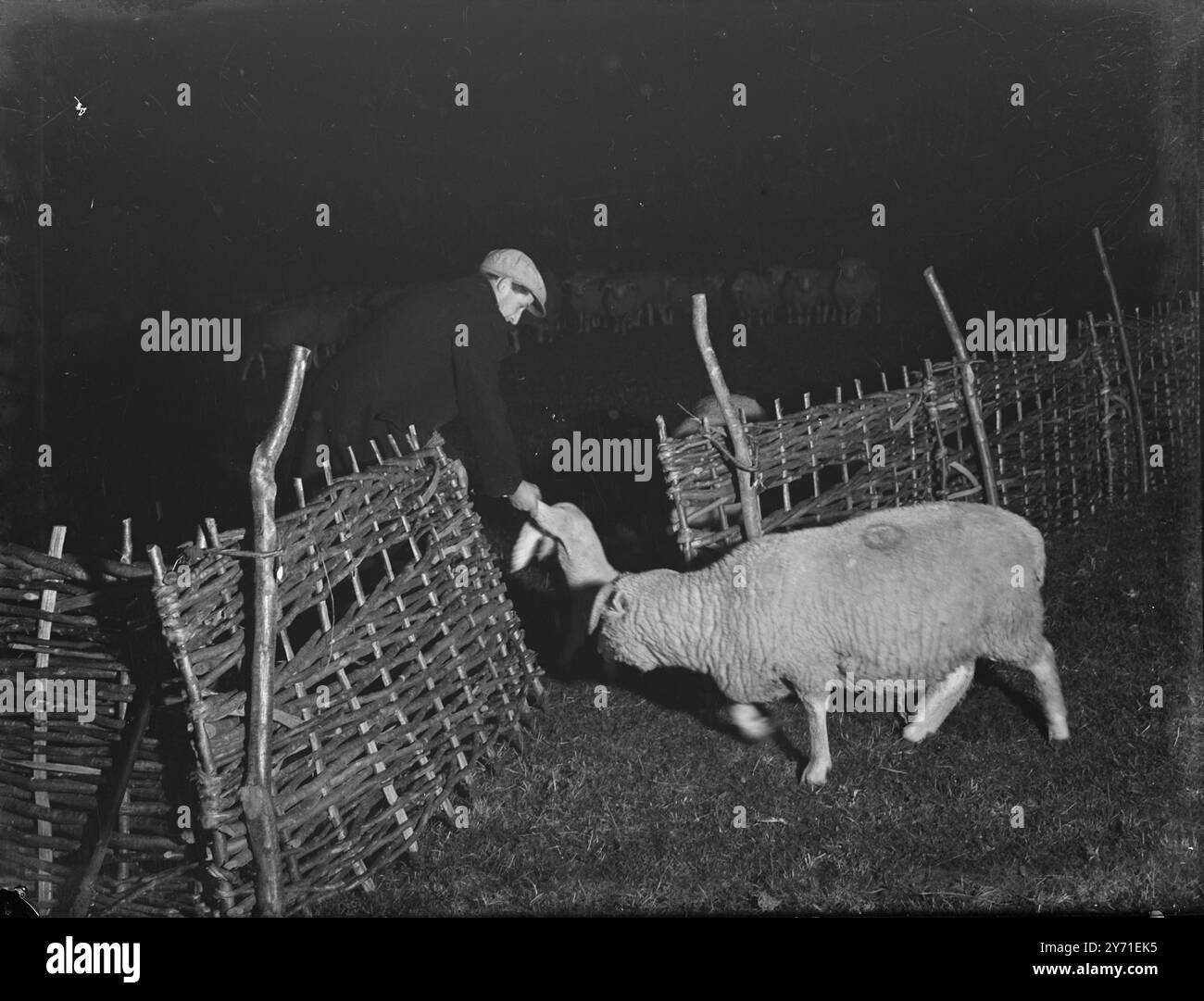Man holding lamb Black and White Stock Photos & Images - Alamy