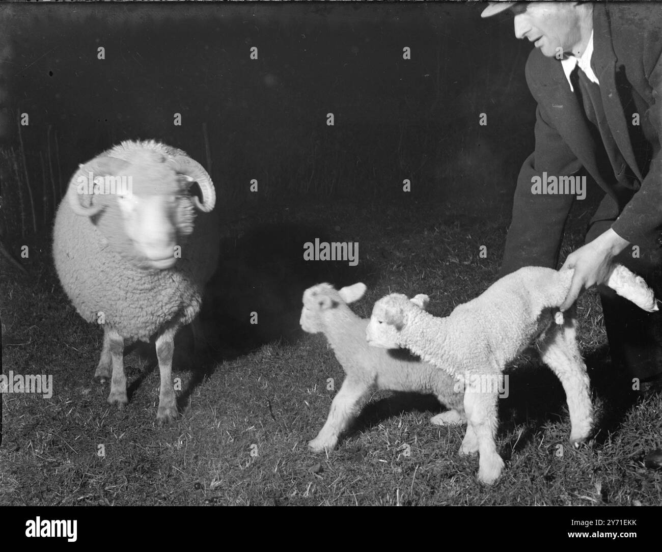 Holding lambs back leg hi-res stock photography and images - Alamy