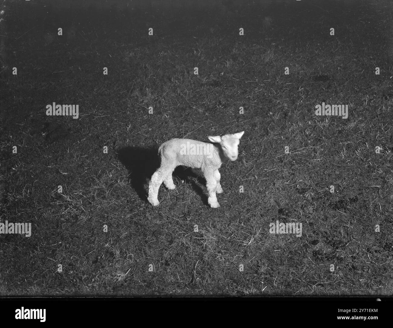 Lambing at night in Dorset, Englandc. 1940 Stock Photo - Alamy