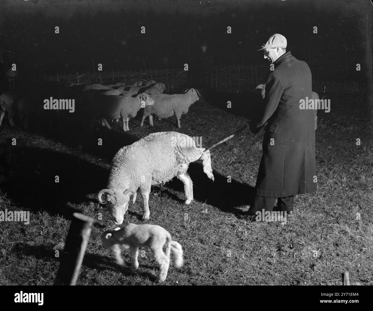 Black dorset lamb hi-res stock photography and images - Alamy