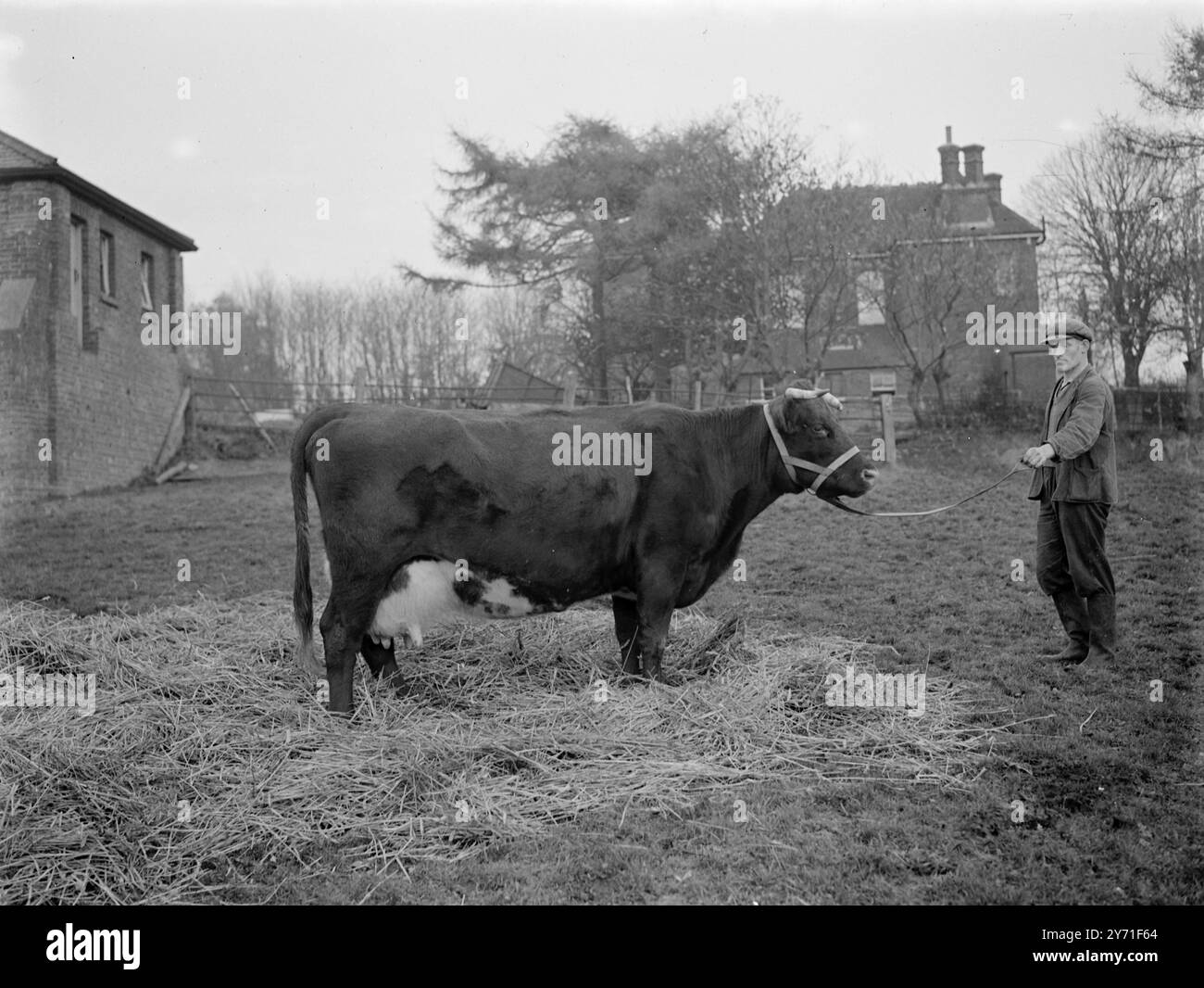 Cow c. 1940 Stock Photo - Alamy