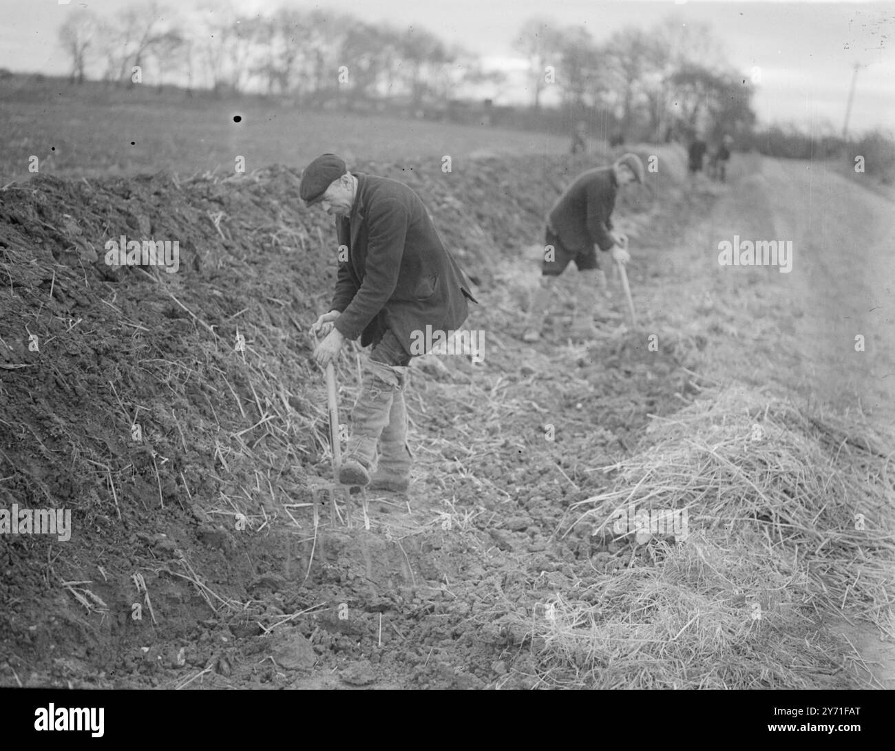 Potato clamp hi-res stock photography and images - Alamy