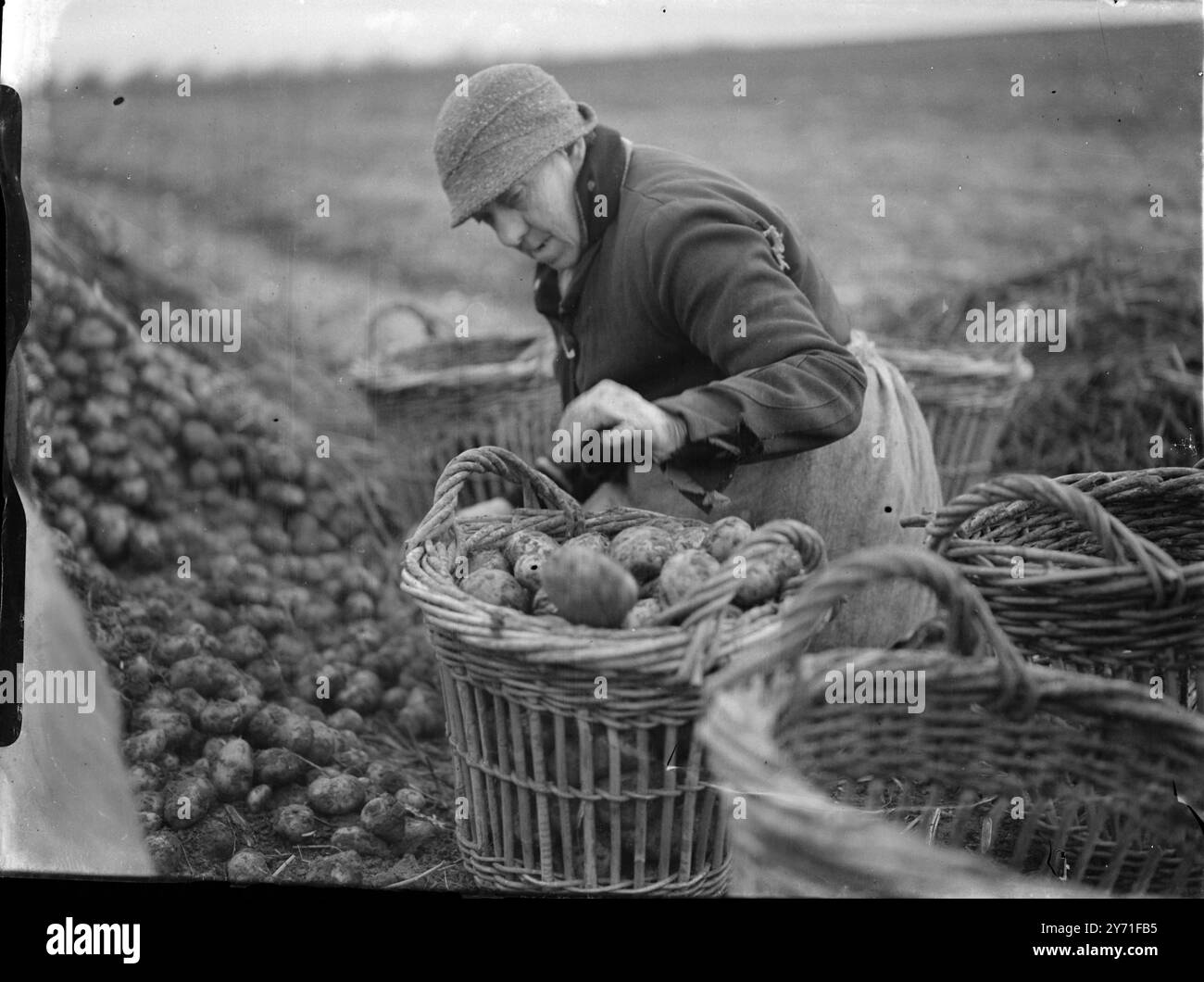 Potato clamp hi-res stock photography and images - Alamy