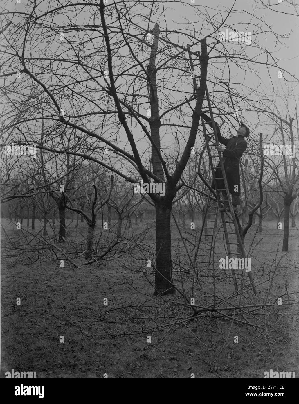 Shaving tree Black and White Stock Photos & Images - Alamy