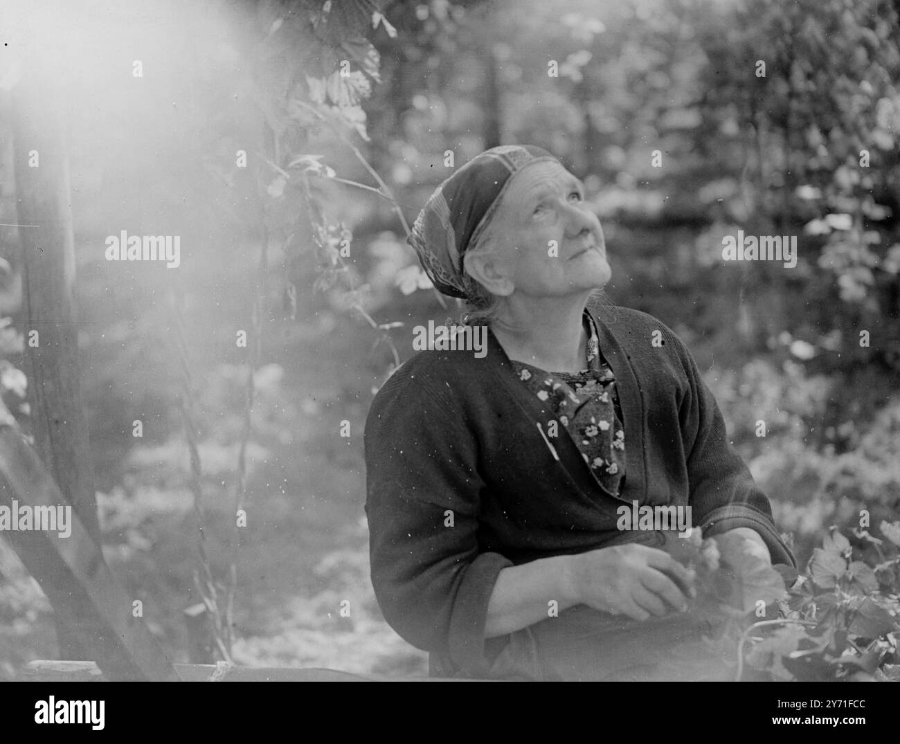 Picking hopps hi-res stock photography and images - Alamy