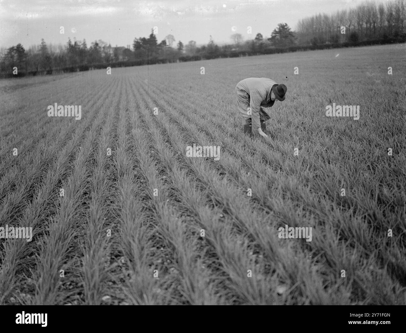 Growing field vegetables Black and White Stock Photos & Images - Alamy