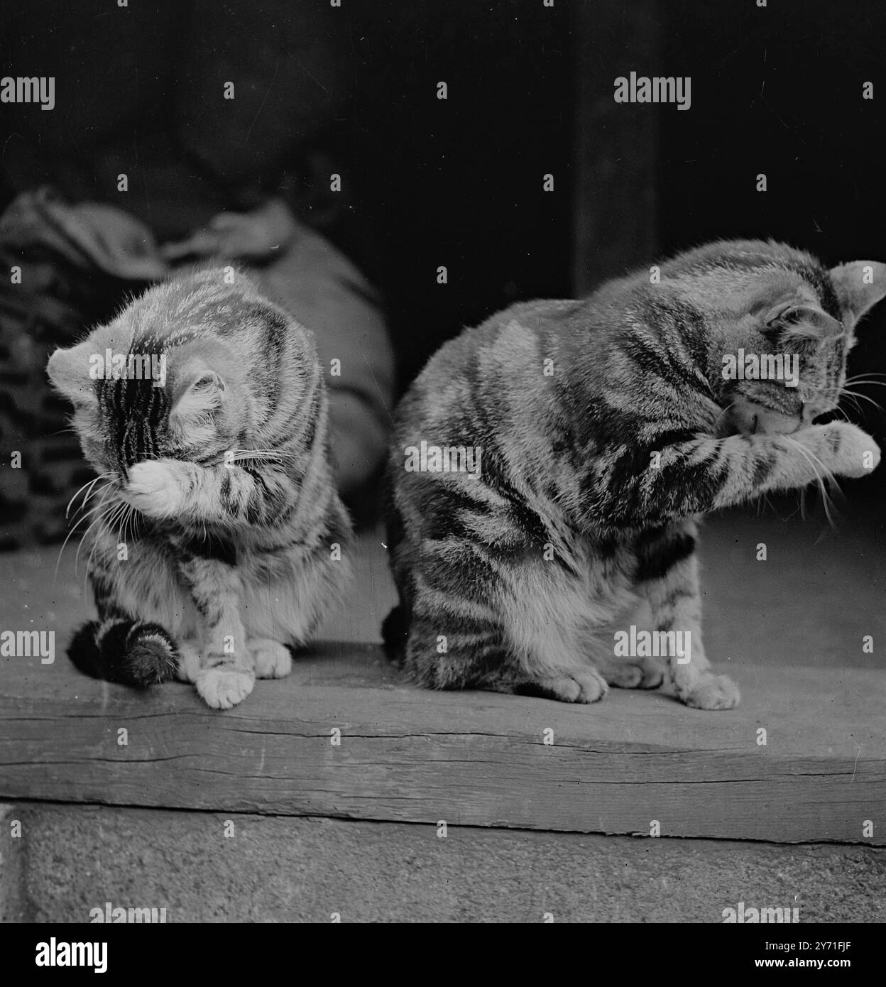 Cats of britain Black and White Stock Photos & Images - Alamy