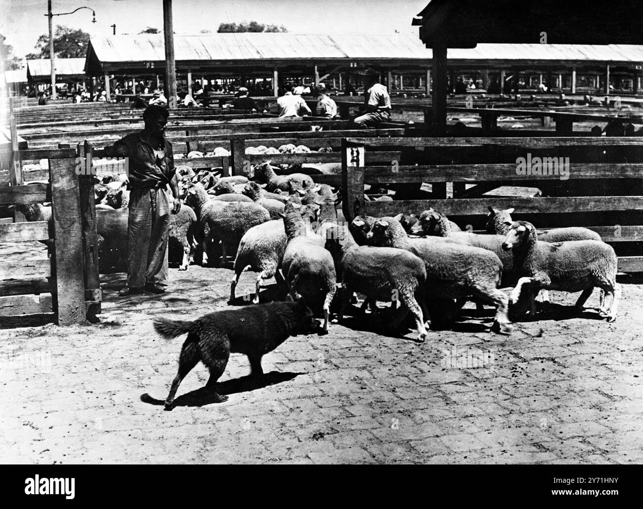 Sheep farming in Australia 1949 Stock Photo - Alamy