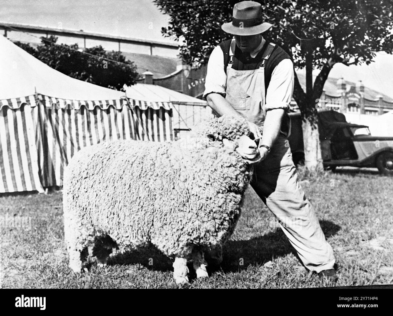 Sheep farming in Australia - - Grand champion Corriedale ram - - 1949 ...