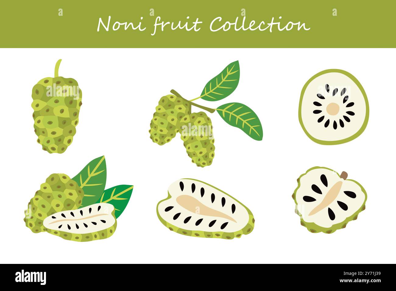 noni fruit collection in different poses. Vector illustration Stock ...