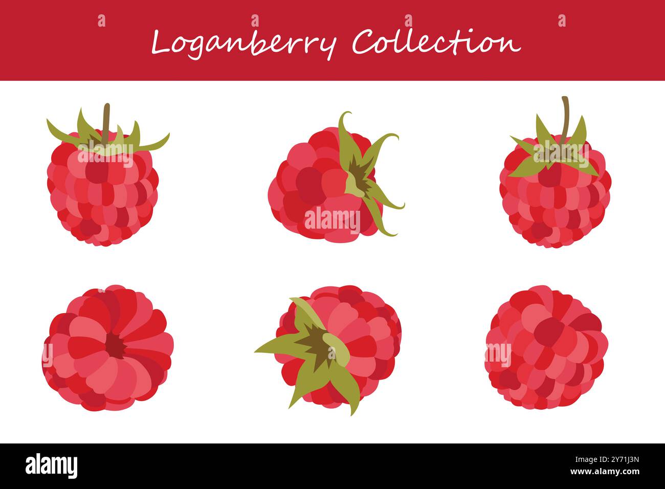 loganberry collection in different poses. Vector illustration Stock ...
