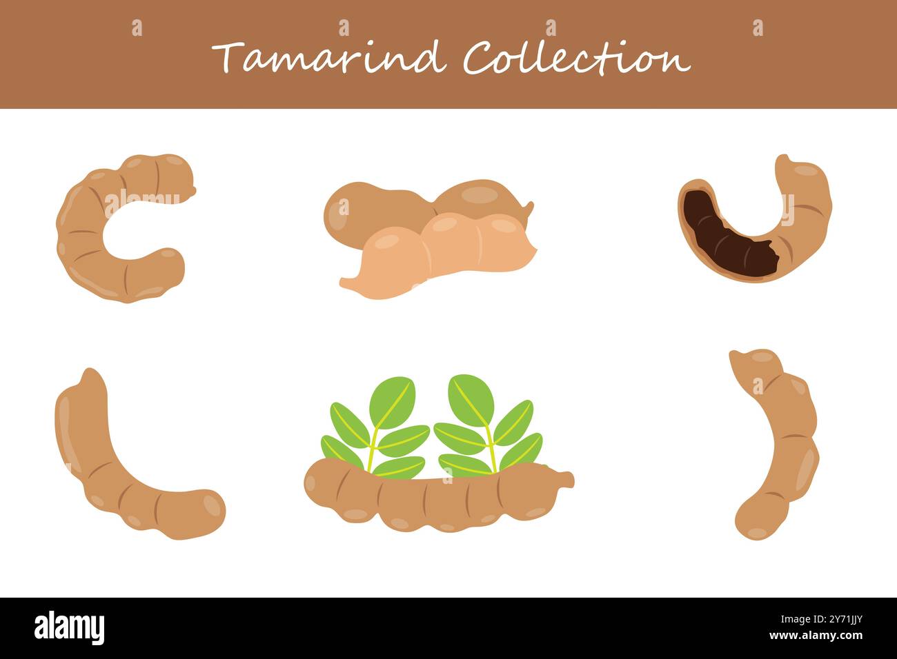tamarind collection in different poses. Vector illustration Stock ...