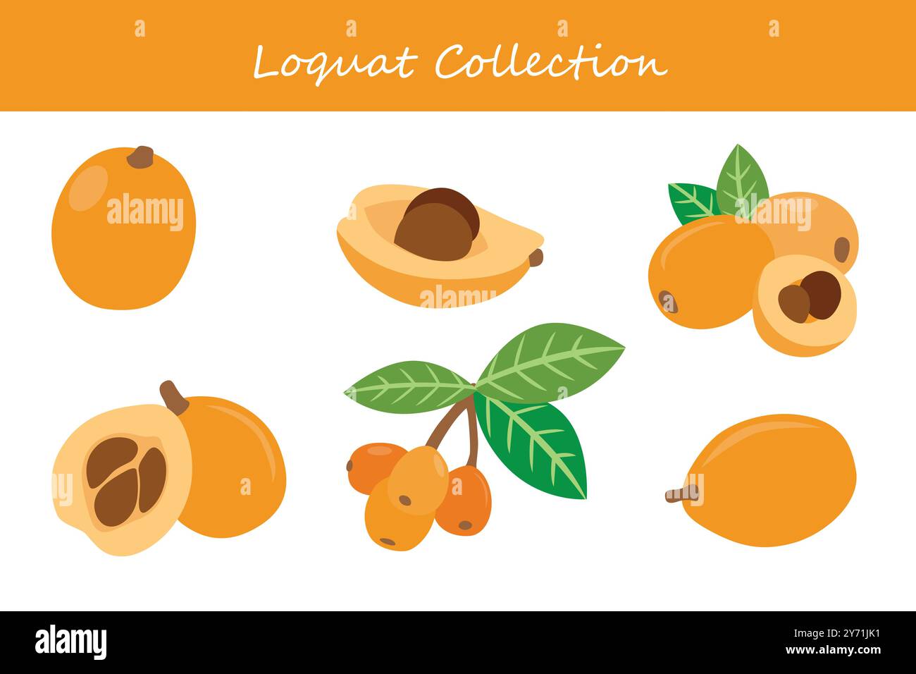 loquat collection in different poses. Vector illustration Stock Vector ...