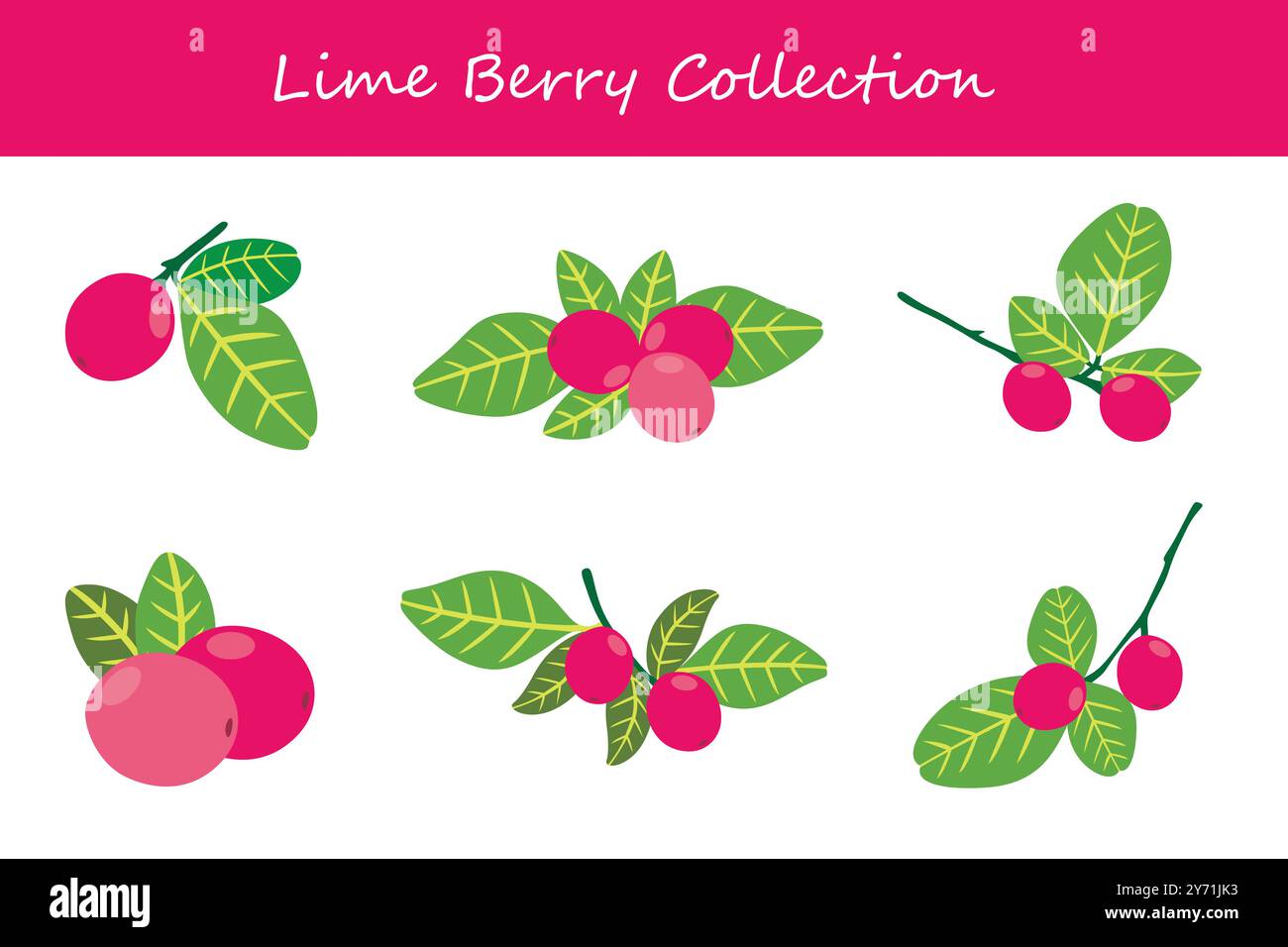 lime berry collection in different poses. Vector illustration Stock ...