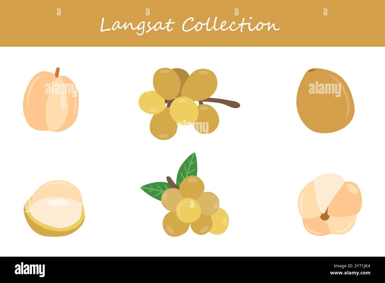 Langsat illustration hi-res stock photography and images - Alamy