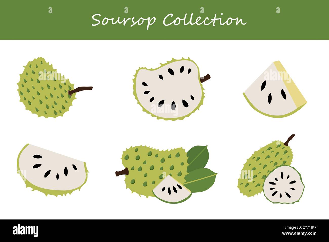 soursop collection in different poses. Vector illustration Stock Vector ...