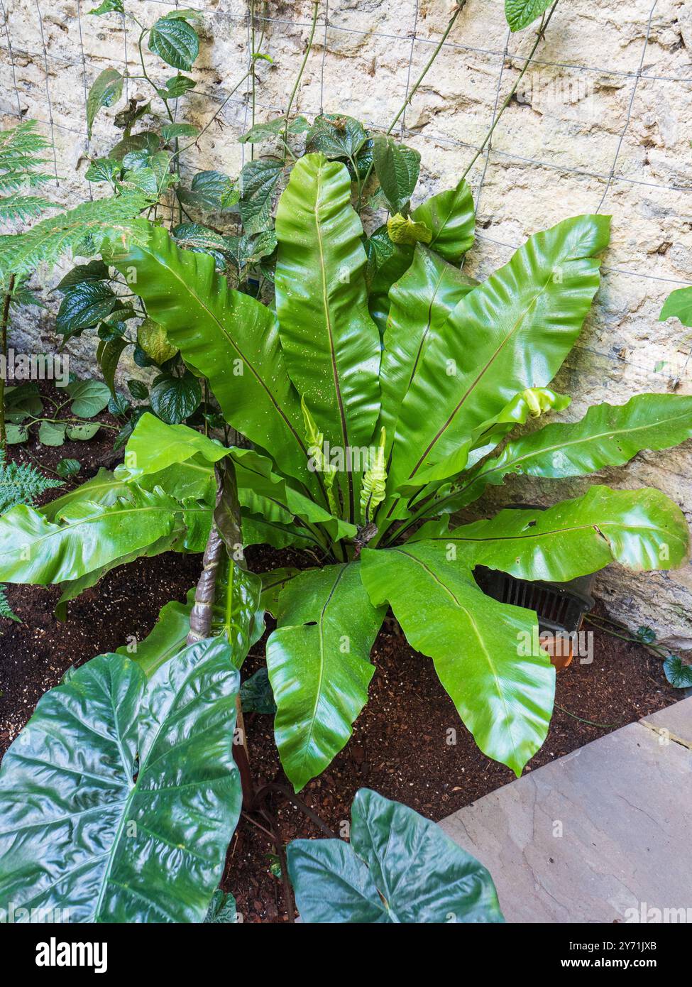 Broad, glossy fronds of the tender, epiphytic evergreen bird's nest ...