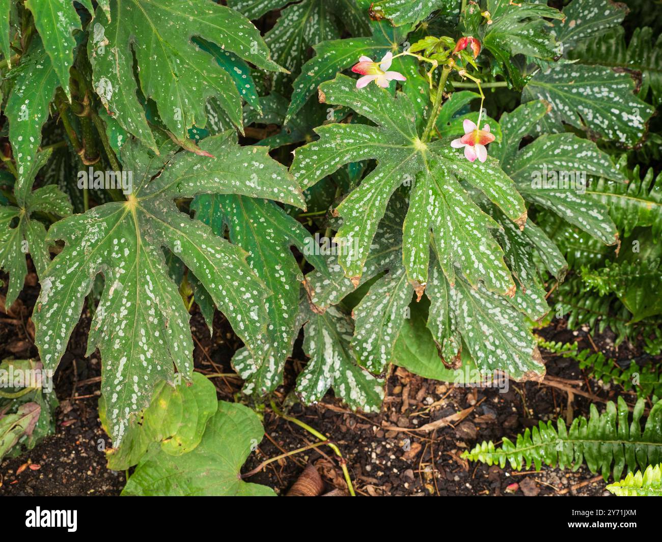 Begonia leaves hi-res stock photography and images - Alamy