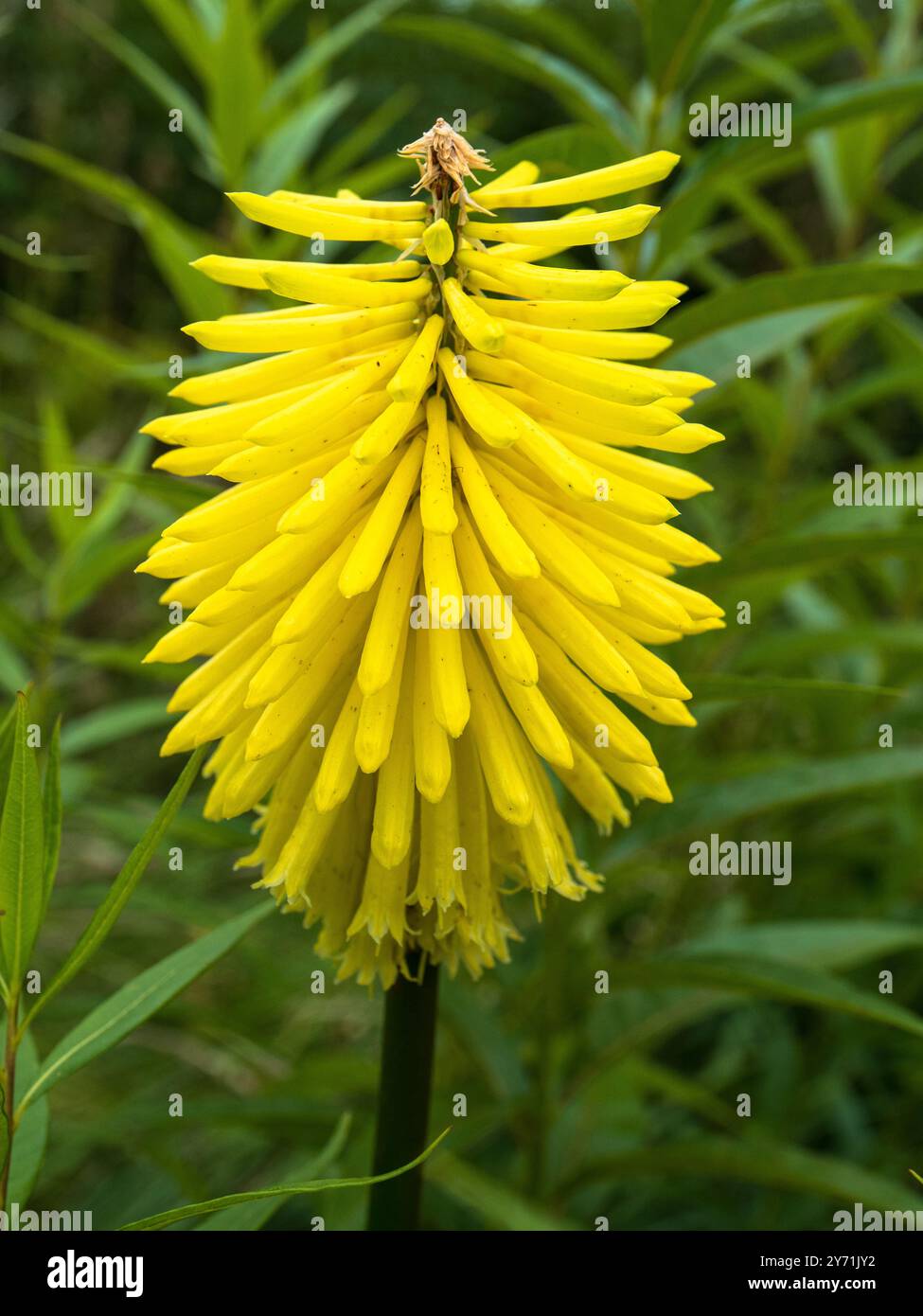 Tubular yellow flowers in the spike of the hardy perennial torch lily ...