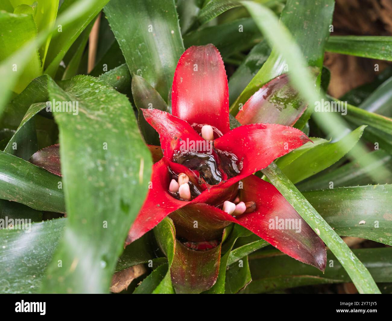 Red central foliage of the tender bromeliad, Nidularium rutilans ...