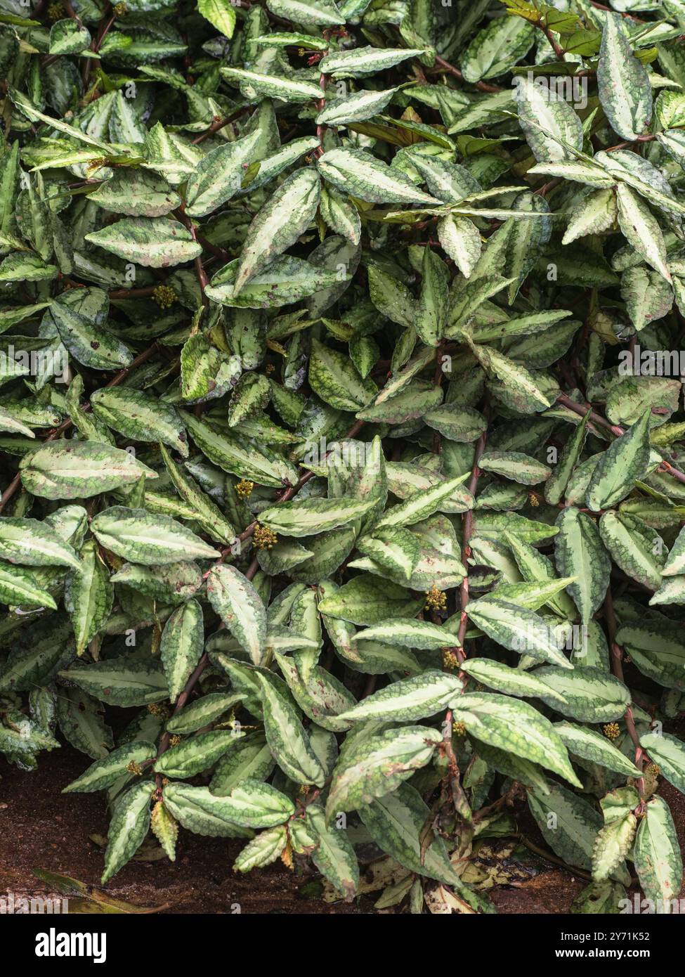 Silvery green markings on the creeping foliage of the tender house and ...
