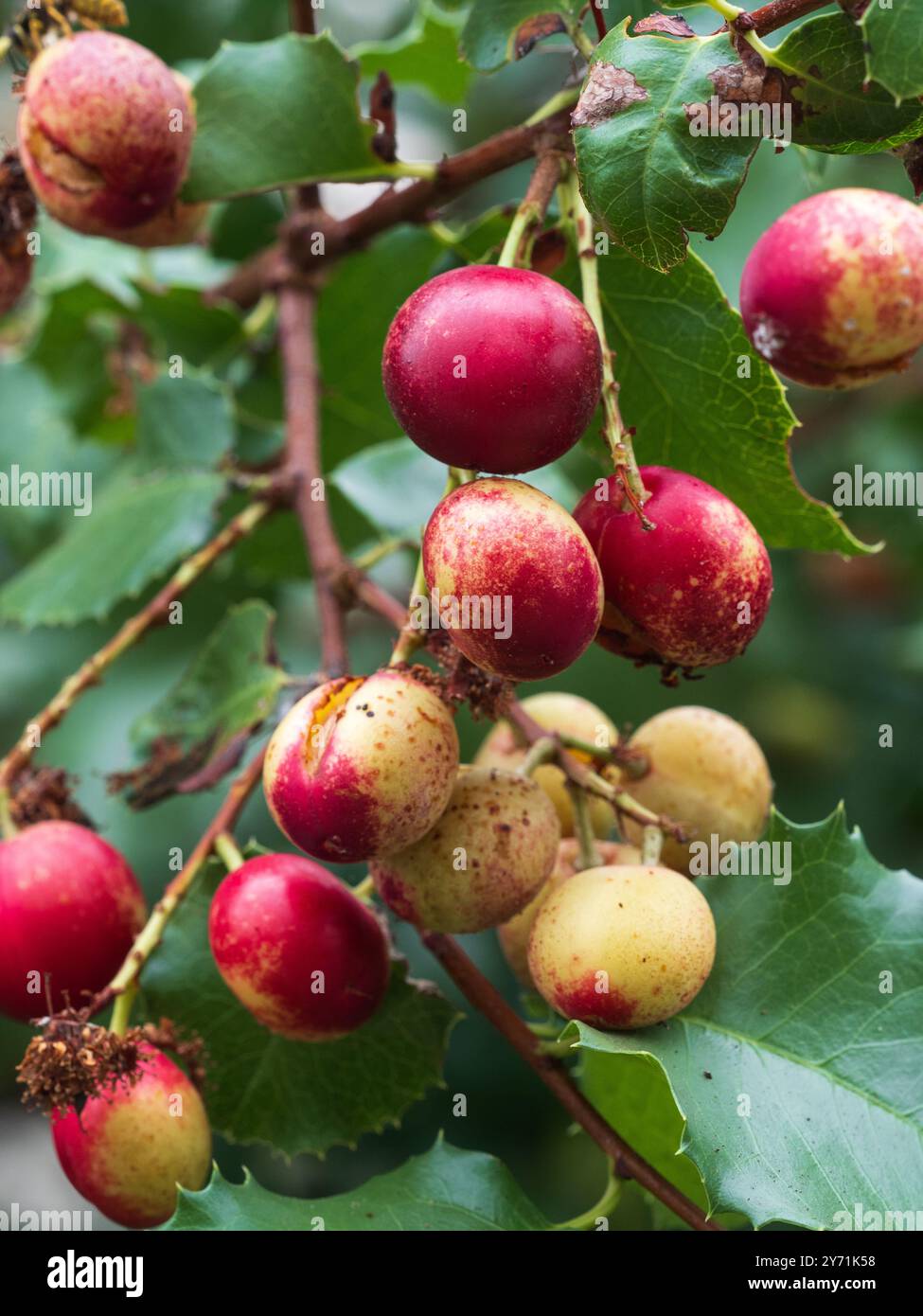 Autumn fruit of the half-hardy Californian native holly leaved cherry ...