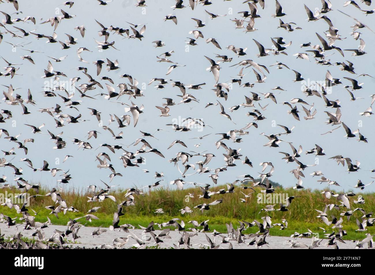 -- Mixed flock of WHITE-WINGED TERN- Chlidonias leucopterus (White ...