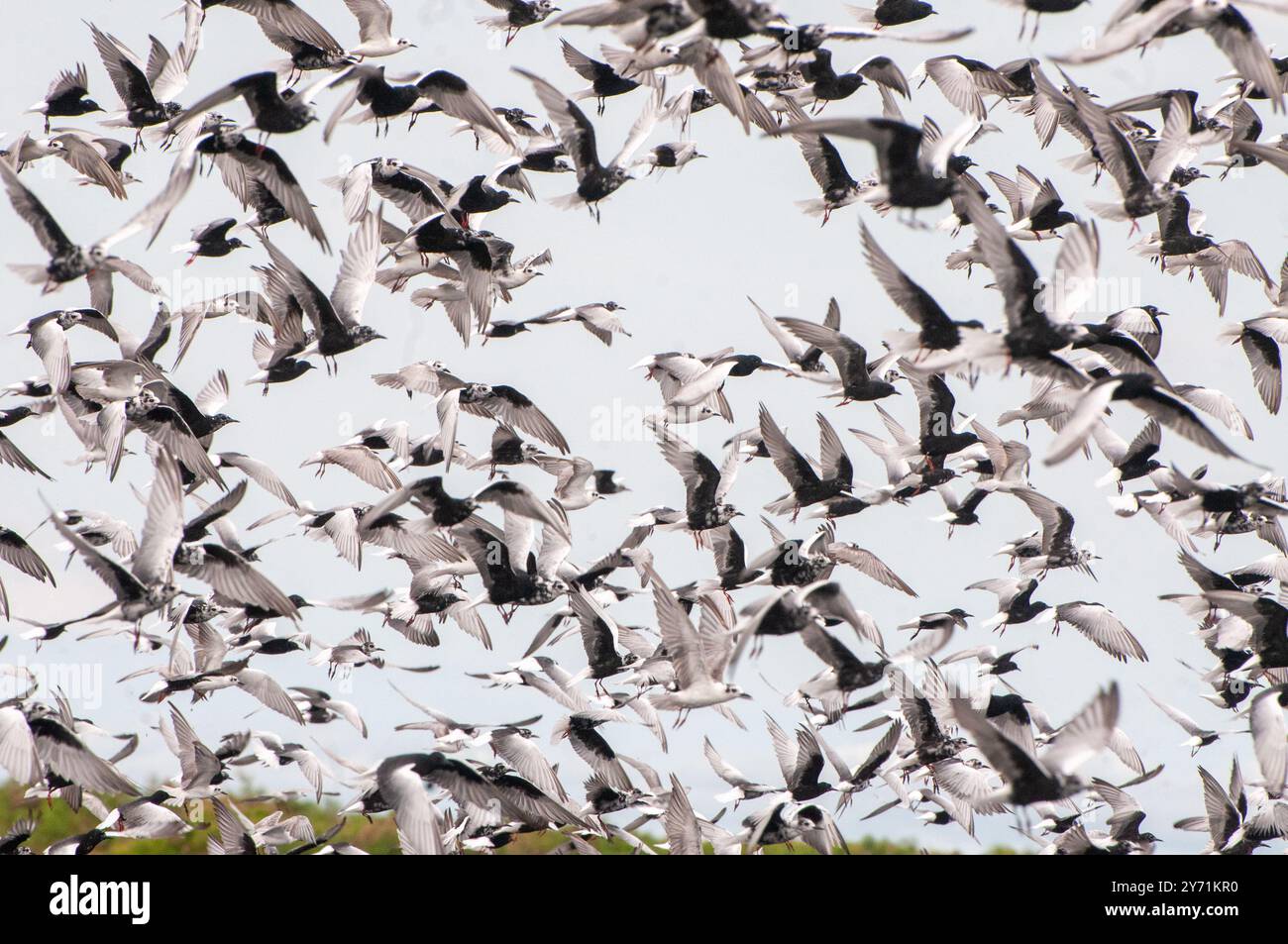 WHITE-WINGED TERNS ( Chlidonias leucopterus) (White-winged Black Terns ...