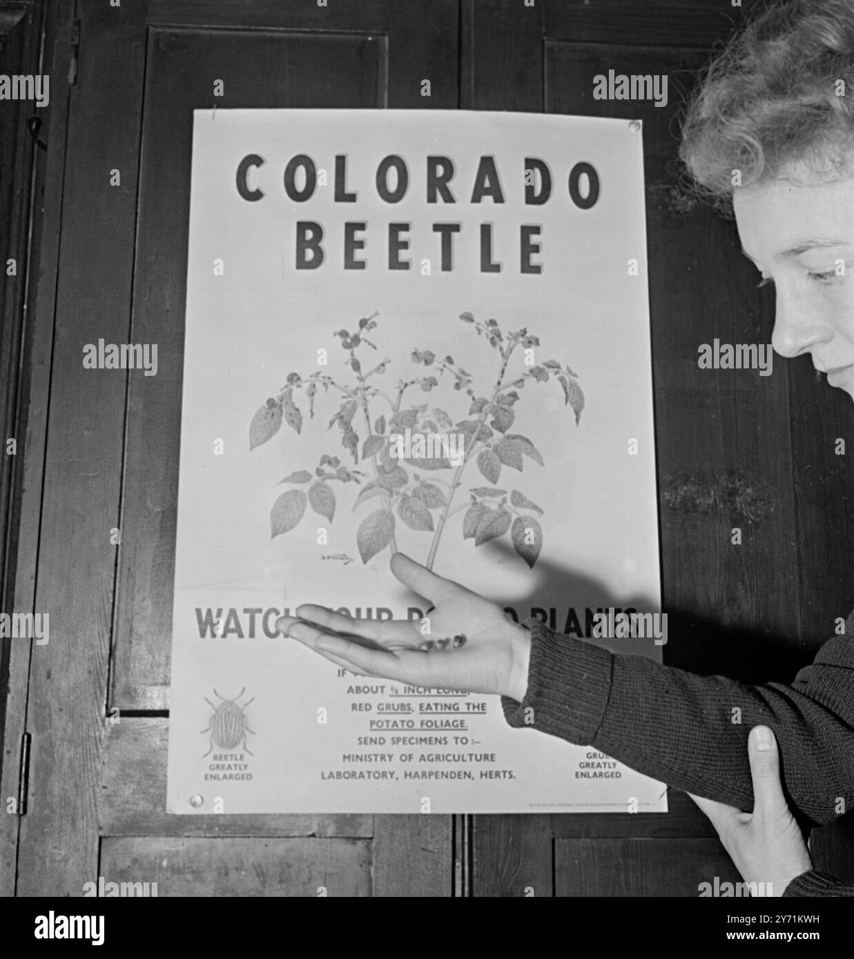 Colorado beetle poster hi-res stock photography and images - Alamy