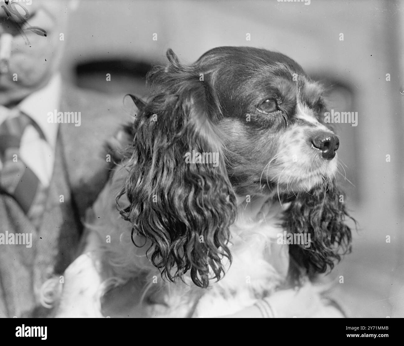 ONE OF THE BEST -AT KENNEL ASSOCIATION'S SHOW . KATRINA OF LOYALTYWAY ...