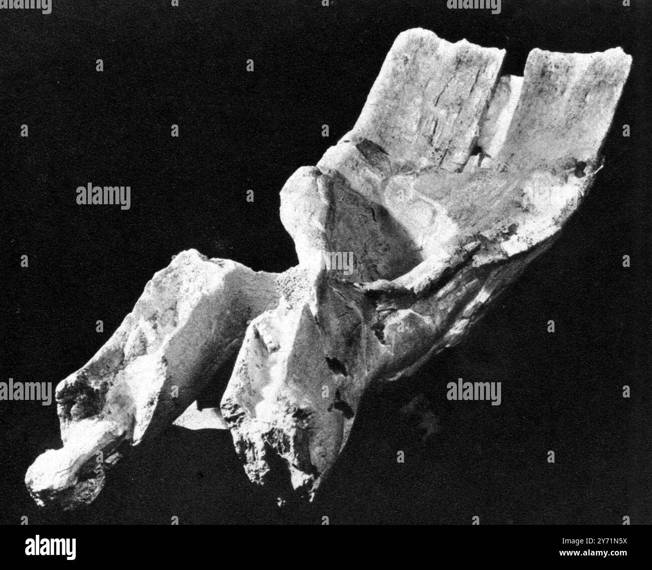 The shovel tusked Mastodon ( Amebelodon Grangeri ) : The lower jaw ...