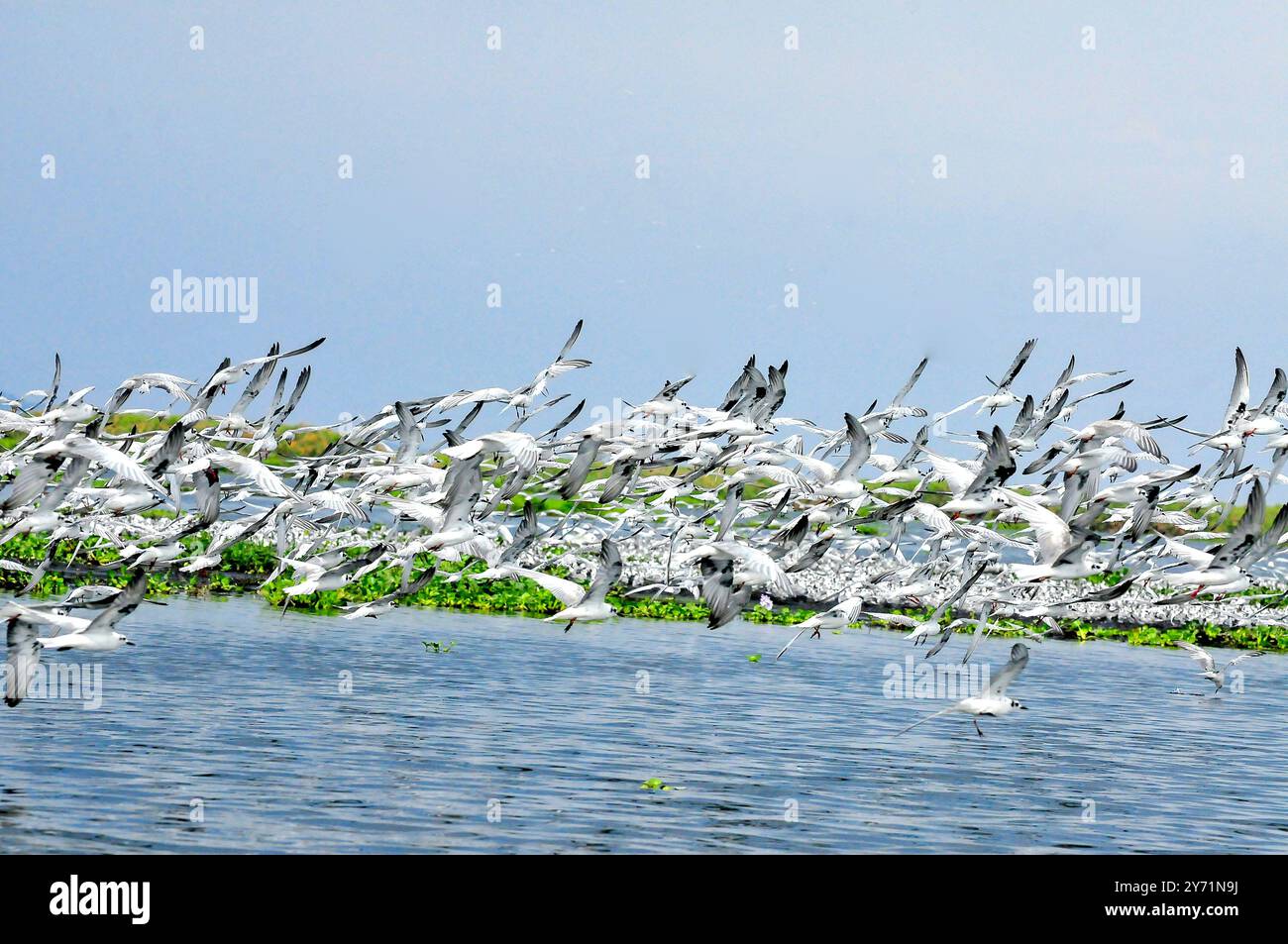WHITE-WINGED TERNS ( Chlidonias leucopterus) (White-winged Black Terns ...