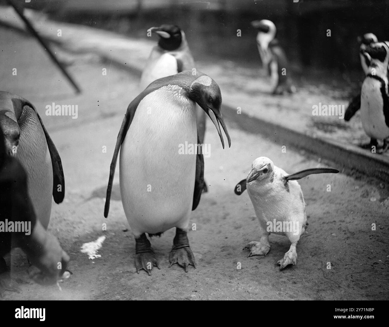 " Are you a Member? " " Stinker ", the Rockhopper Penguin ( On right ...