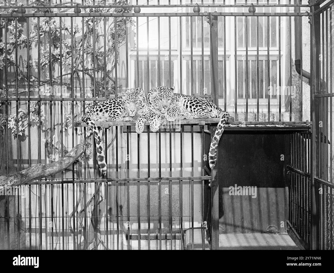 " DOUBLE SPOTS " If these two young leopards at Bristol Zoo , changed ...