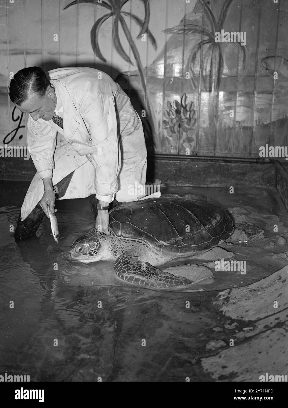 '' FED UP WITH THE LORD MAYOR'S SHOW ''. This heavyweight turtle ...