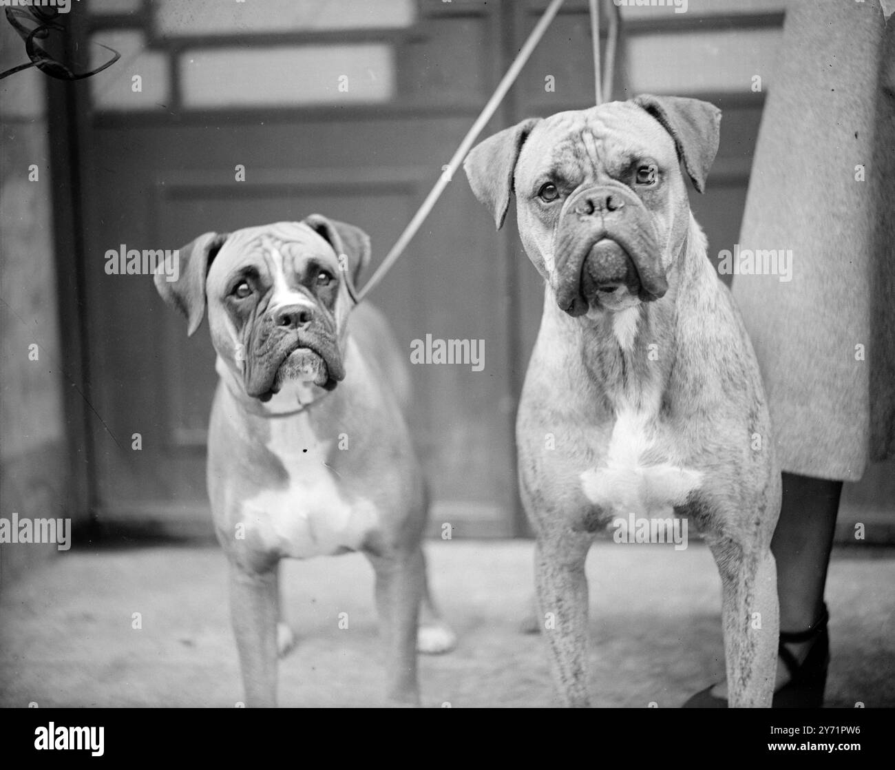 BOXERS IN THE RING. These two proud-looking Boxers competed in the ...